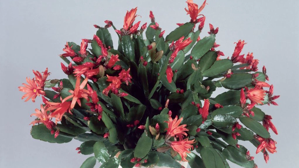 Christmas cactus care tips for stunning winter blooms