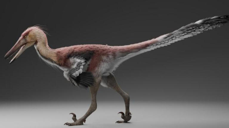 70-million-year-old fossil reveals ancient raptor behaved like a modern ...
