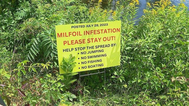 Invasive plant species continues to grow in some of Maine's lakes, rivers
