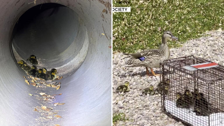 Duck, duck, rescued: Ducklings saved from Chandler storm damage