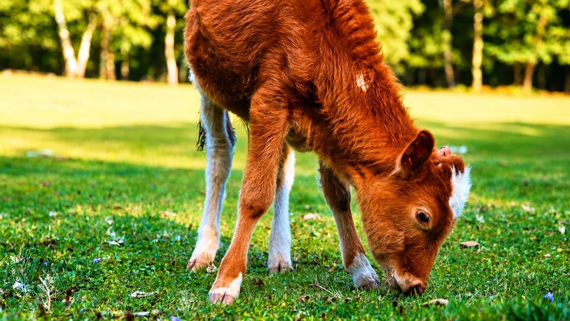 The calf happily grazes in a vast open field