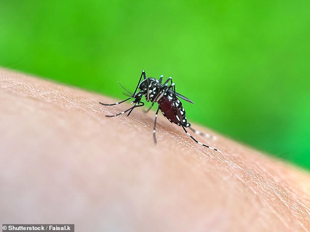 Mosquitoes can learn to love the smell of insect repellent, scientists find