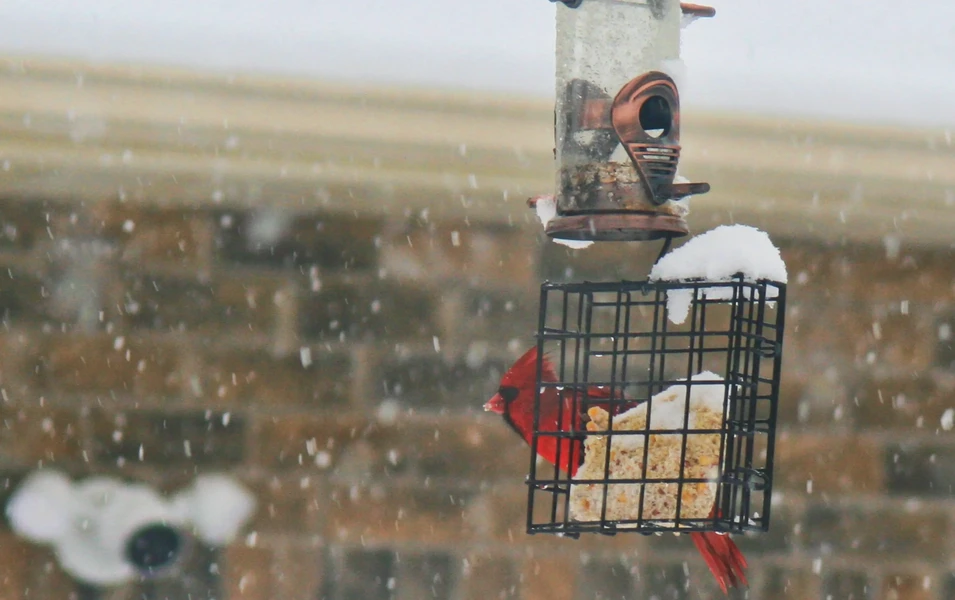 Cardinal guides and citizen science boost bird monitoring