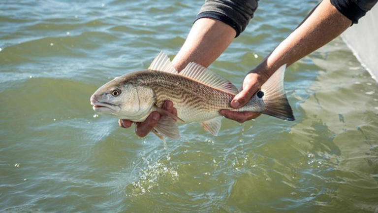 South Carolina to implement new red drum fishing regulations