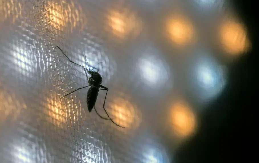 Mosquitoes can be trained to seek out DEET, study shows