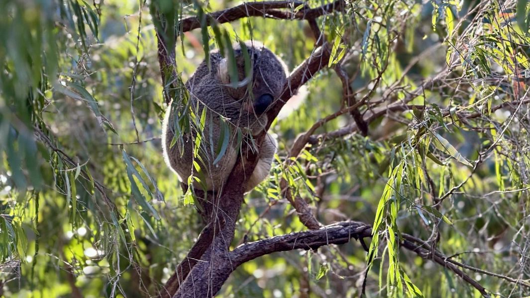 Koala sighting halts school project amid extinction fears