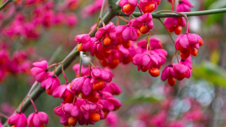 How to take care of a burning bush plant