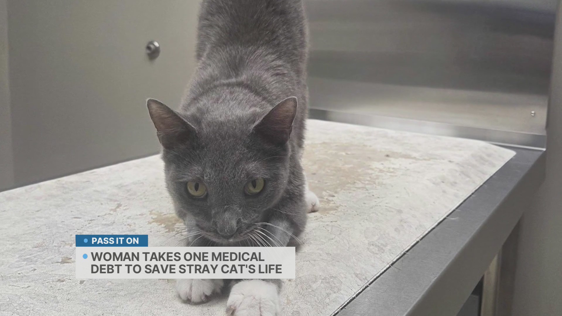 Pass it on: Woman takes on medical debt to save stray cat's life