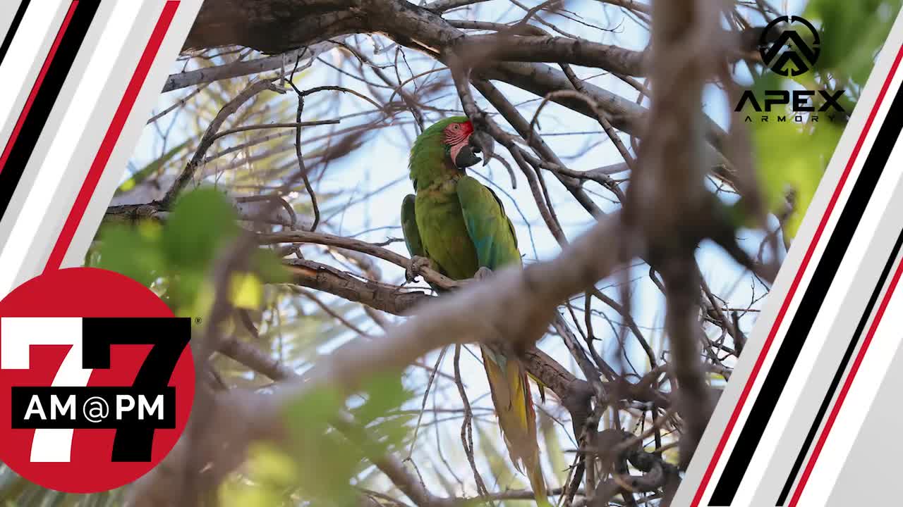 After losing appeal, Heidi Fleiss calls county’s rules for pet birds ...