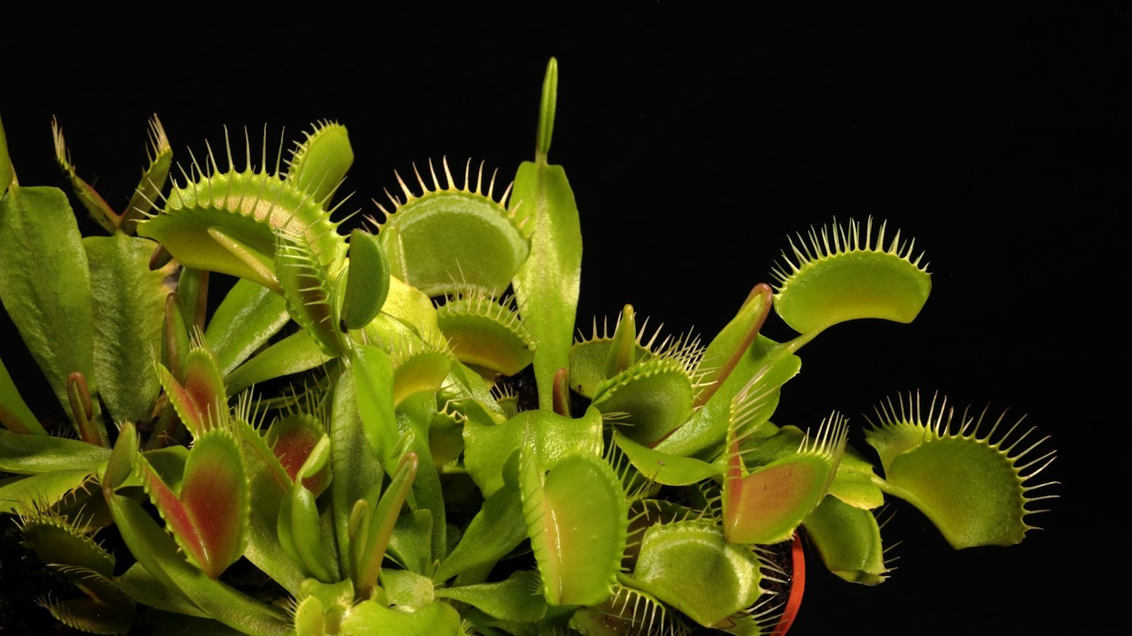 Why carnivorous plants turned leaves into traps