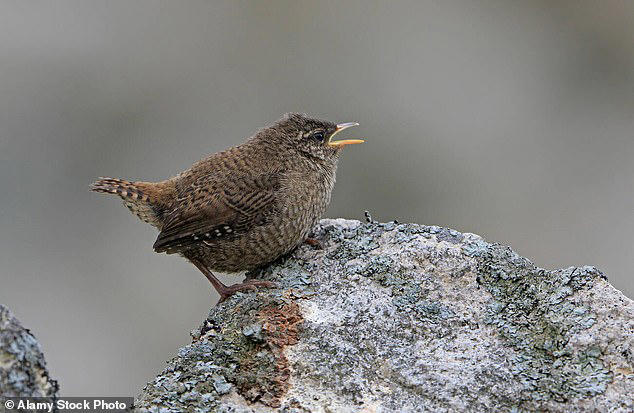 Wrens on Scottish islands develop gigantism and are twice the size of ...