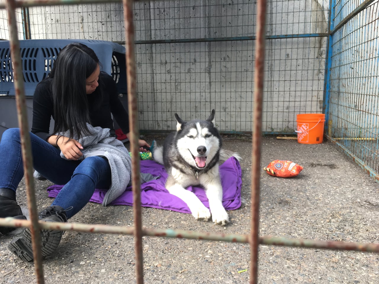 Dawson Creek council defends decision to cut animal control services ...