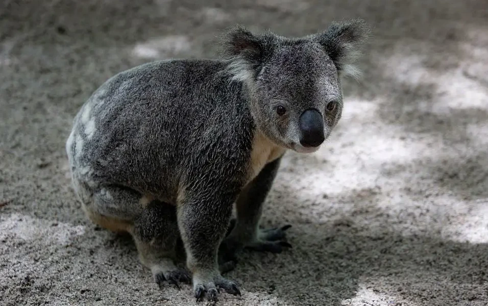 Koala sighting halts school project amid extinction fears