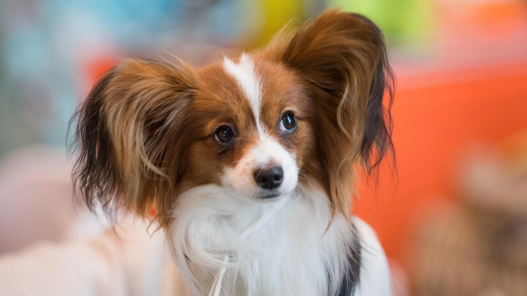 Papillon care tips every dog parent needs