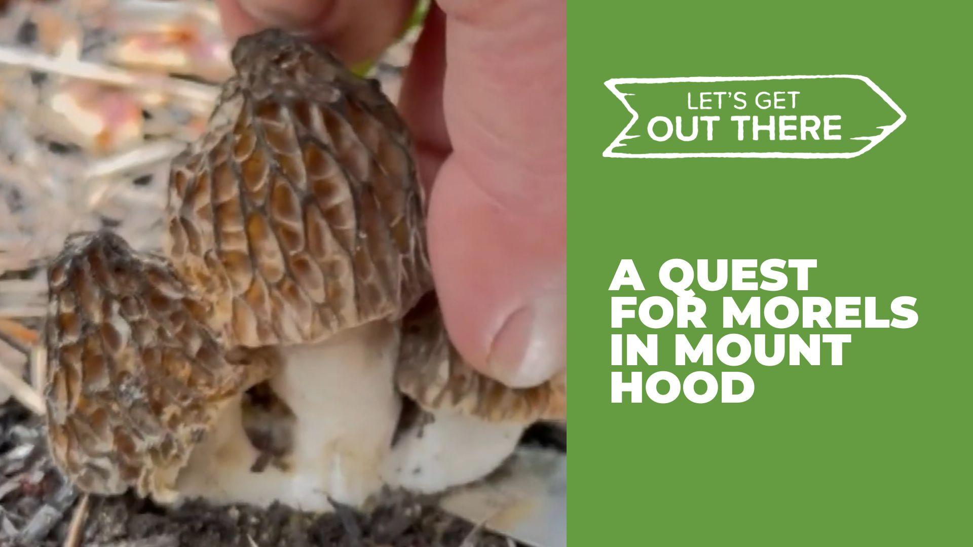 Hunting for morel mushrooms at Mount Hood