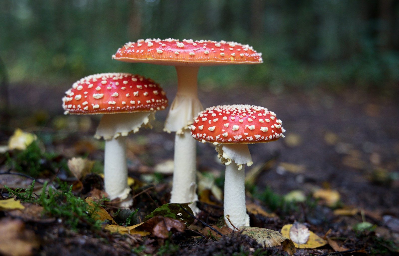 How mushrooms quietly recycle the natural world