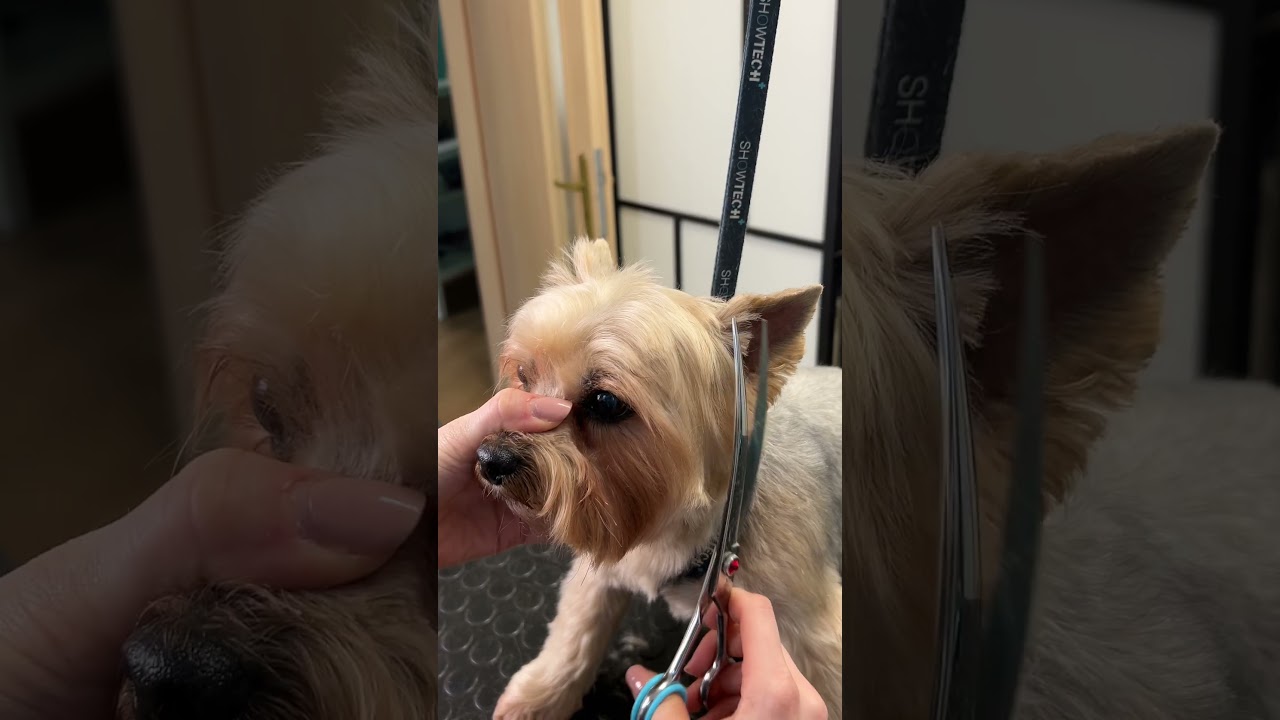 Yorkie grooming transformation: stunning before & after haircut!