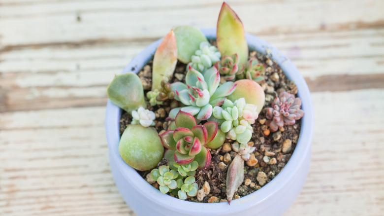 How to care for a peacock cactus