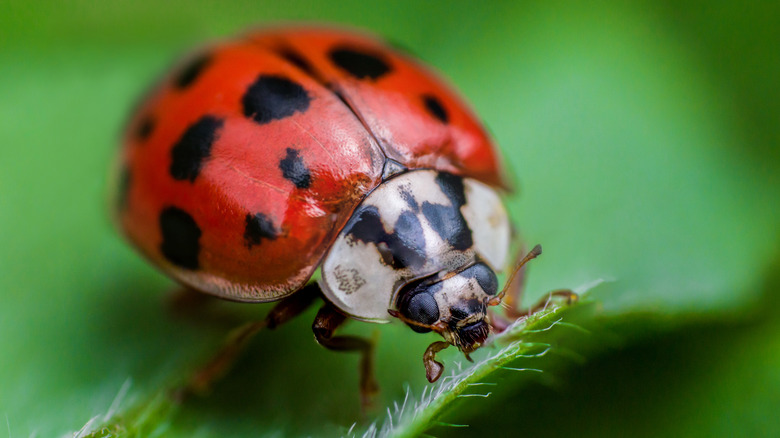 How to get rid of ladybugs inside the house