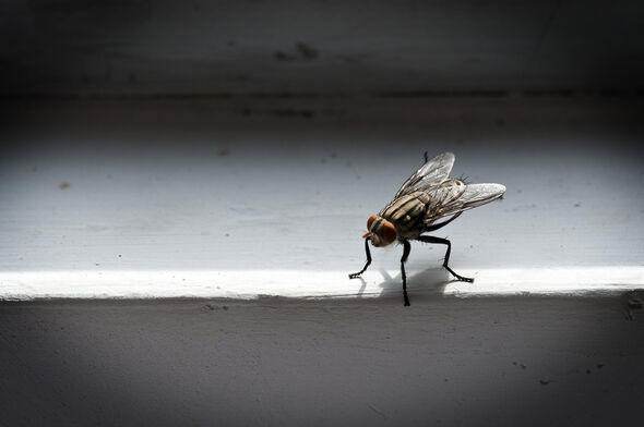 Keep flies out of your kitchen with £1 trick that really works