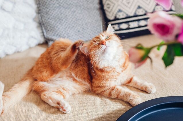 Signs your indoor cat has fleas (and how they got them)