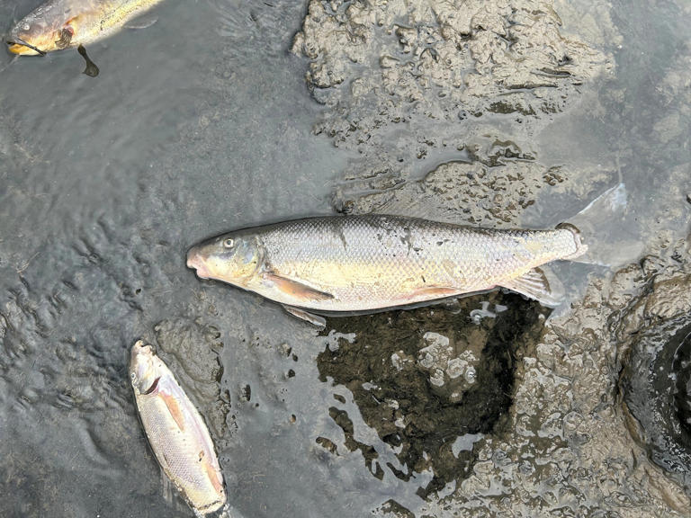 3 Oregon reservoirs may go dry, so officials removed fish bag limits
