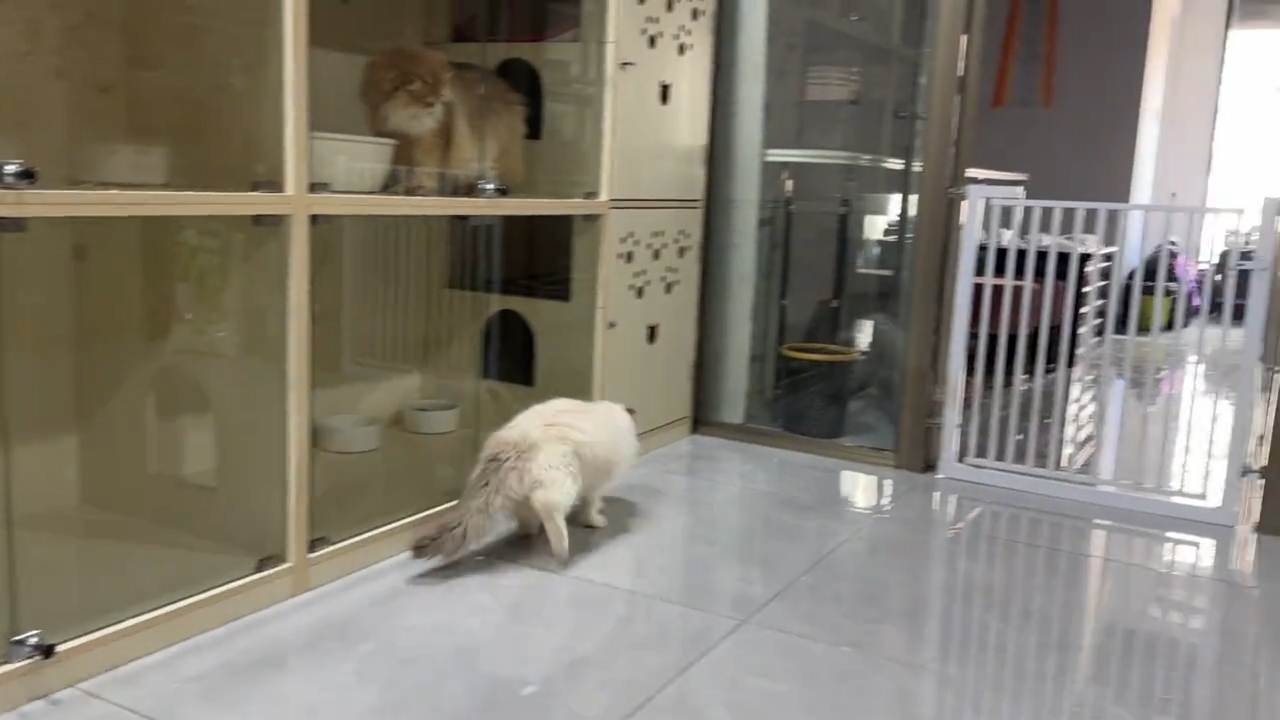 Hilarious high-stepping ragdoll cat wows owner