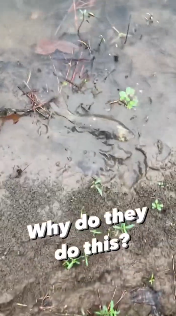 Why do fish do this strange behavior?