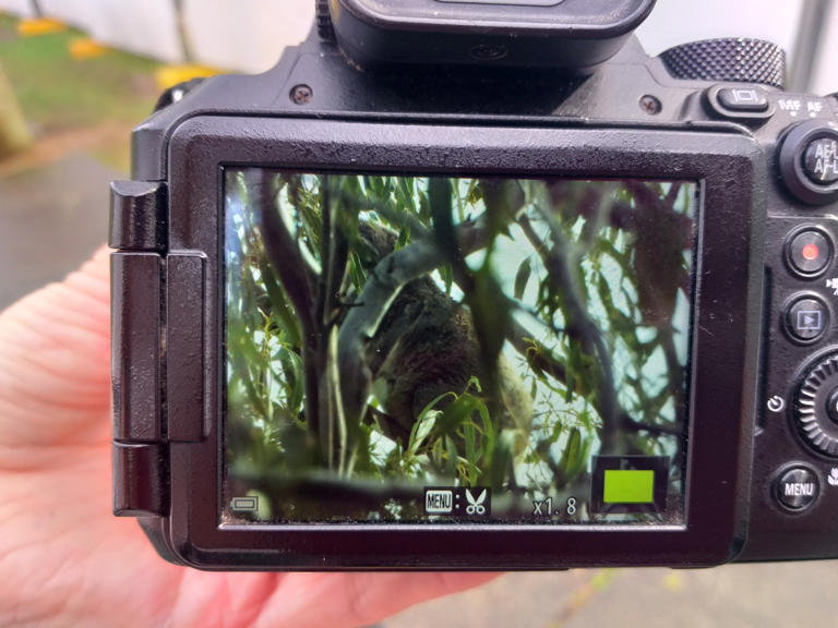 Tradies forced to stop work at building site after discovery in tree ...