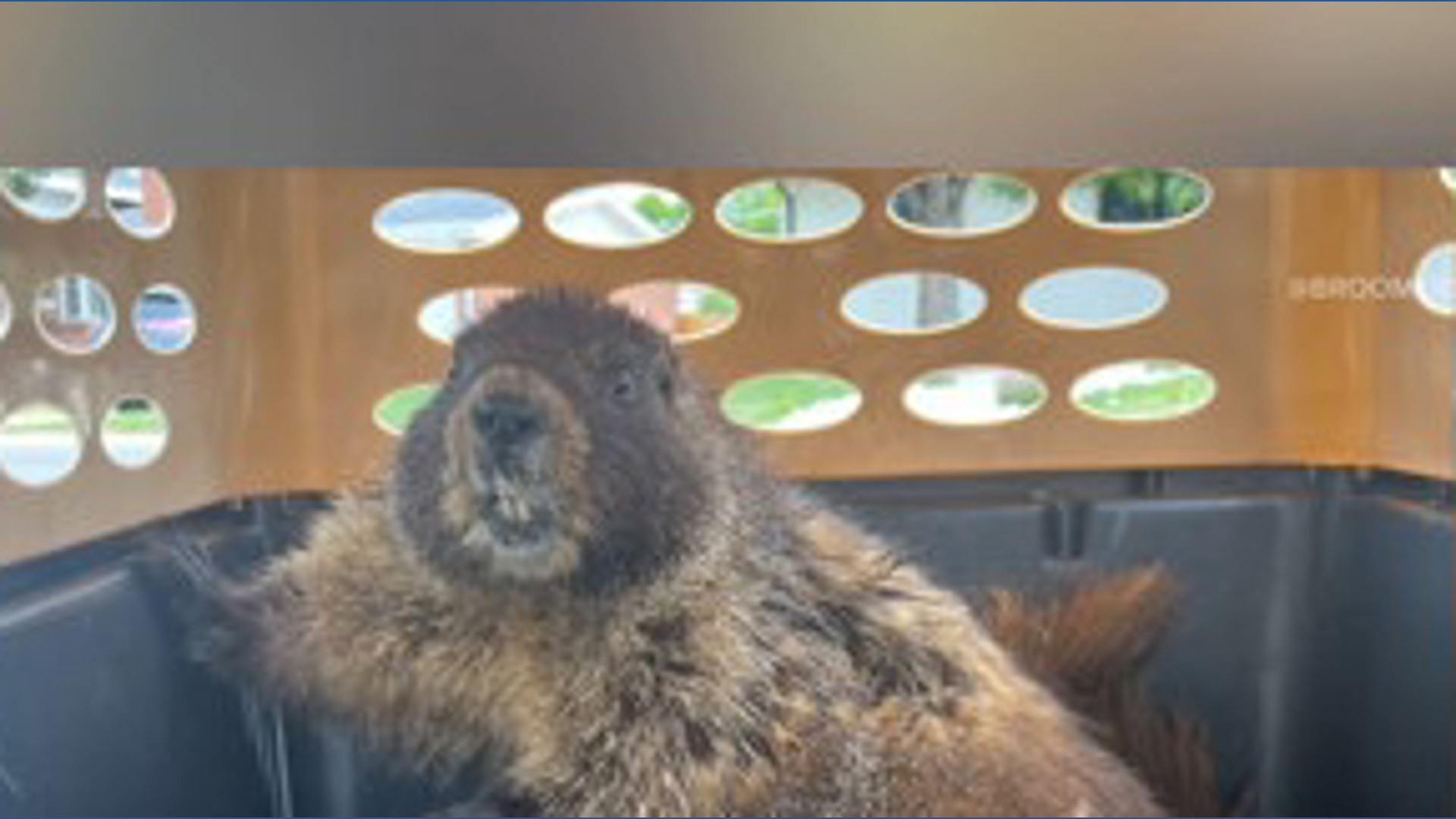 Hitchin' a ride: marmot takes a long, unexpected journey