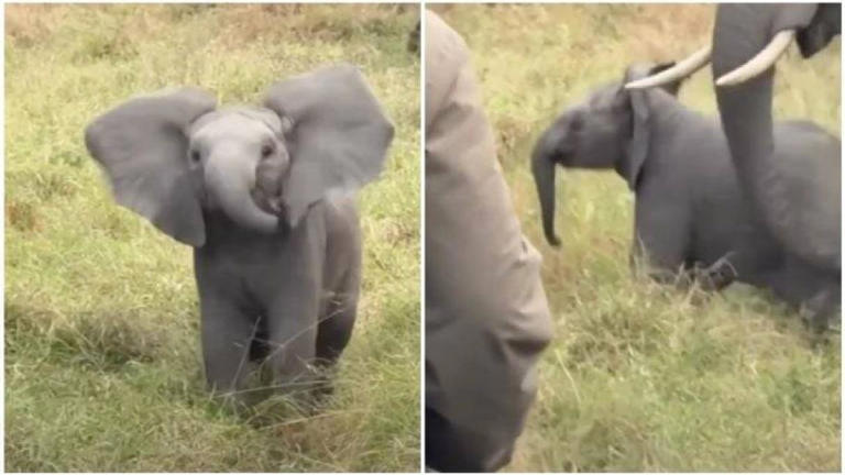 El pequeño elefante que quiso intimidar turistas en Sudáfrica y se ...