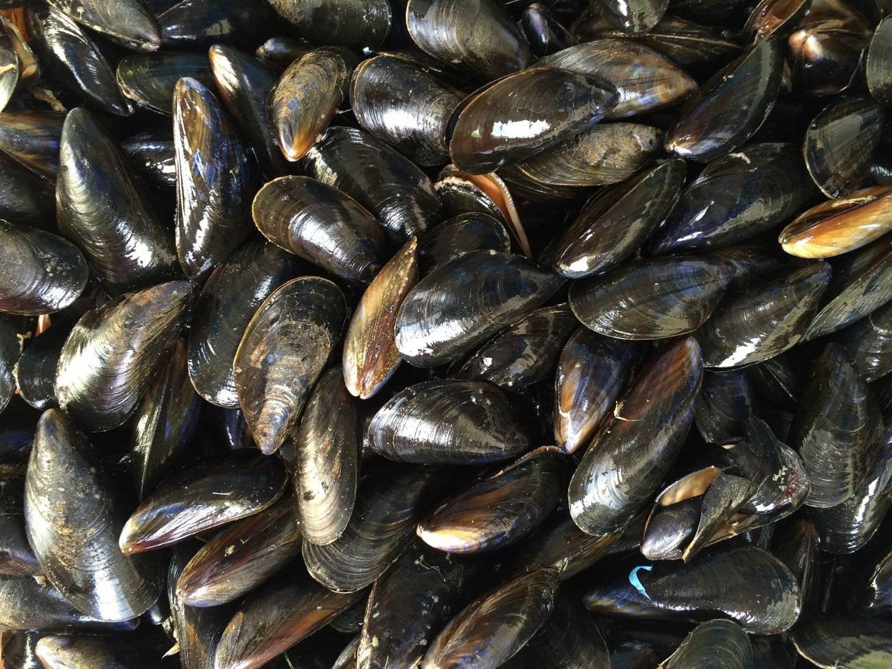 Autoridades de San Diego advierten riesgo por mariscos recolectadas de ...