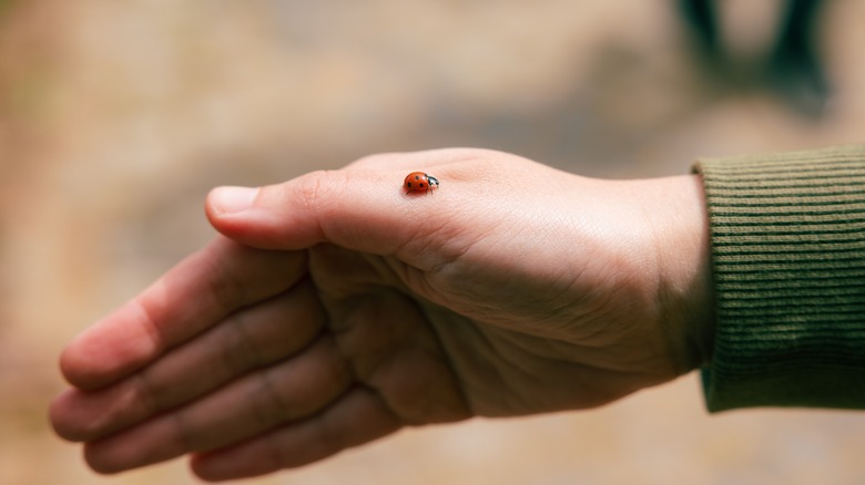 How to get rid of ladybugs inside the house