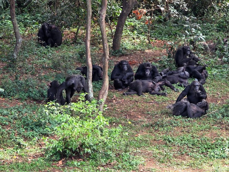 12 wildlife sanctuaries in Africa doing incredible rescue work