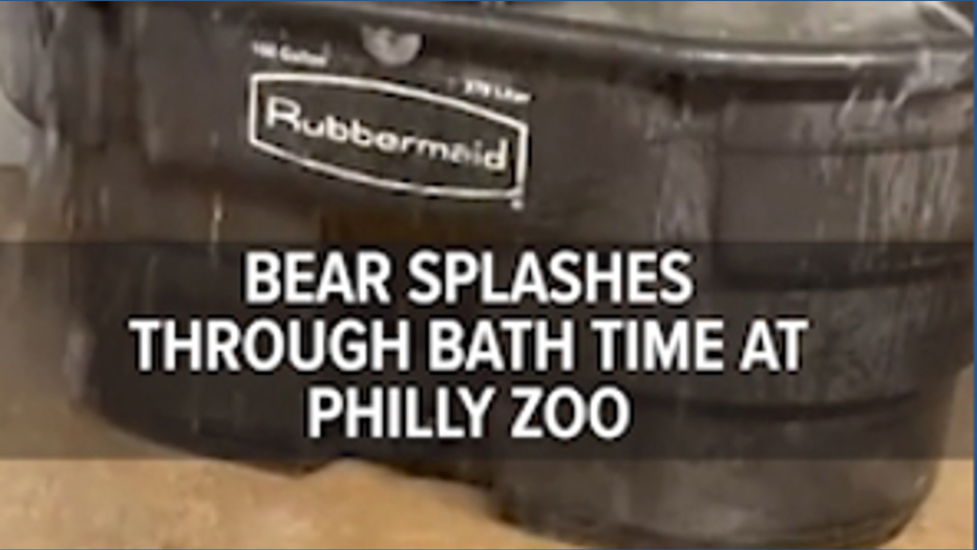 Bear splashes through bath time at Philly zoo