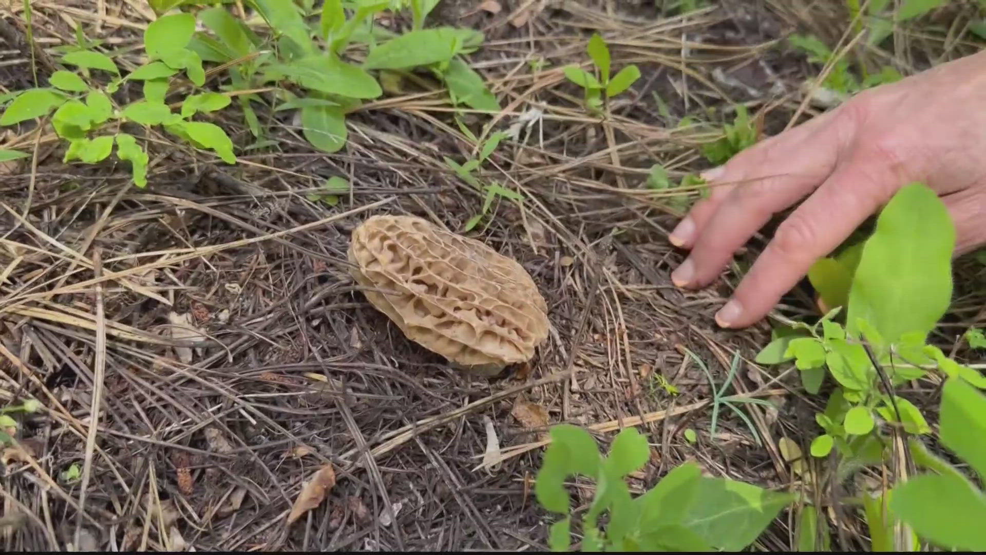 Hunting for morel mushrooms at Mount Hood