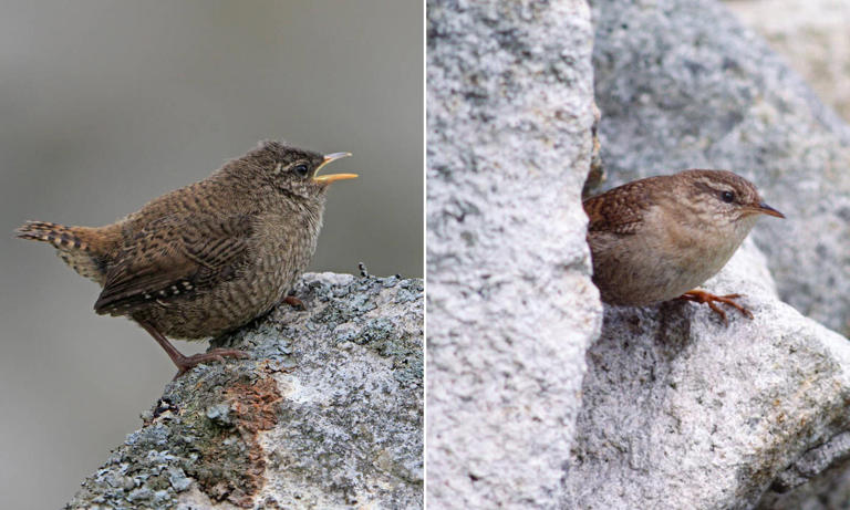 Wrens on Scottish islands develop gigantism and are twice the size of ...