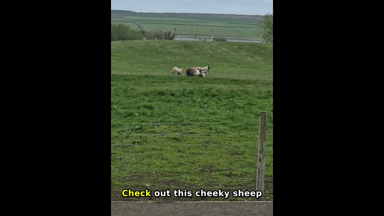 Playful sheep nudges relaxed Clydesdale horse
