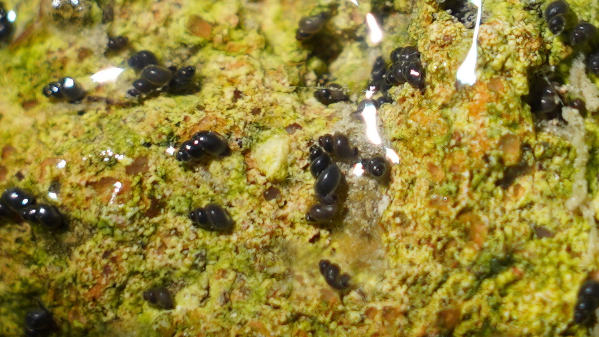 Lawsuit seeks endangered species protection for rare snail threatened ...
