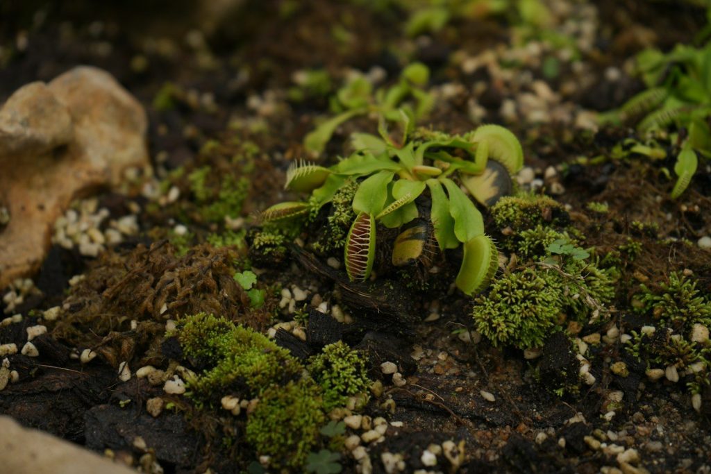 Why carnivorous plants turned leaves into traps