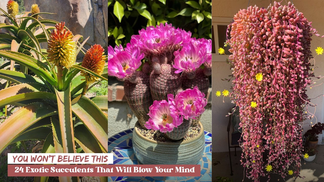 Unbelievable rare succulents with strange and unique shapes
