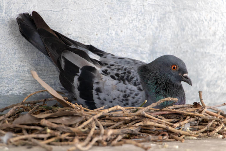 Pet pigeon hilariously builds a nest for his Squishmallow baby