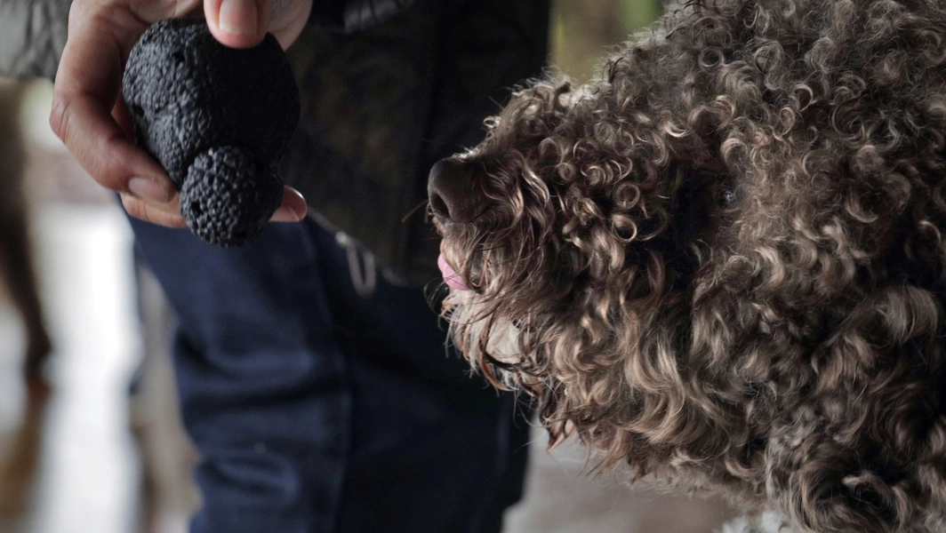 Lagotto Romagnolo remains Italy’s unrivaled truffle-hunting dog