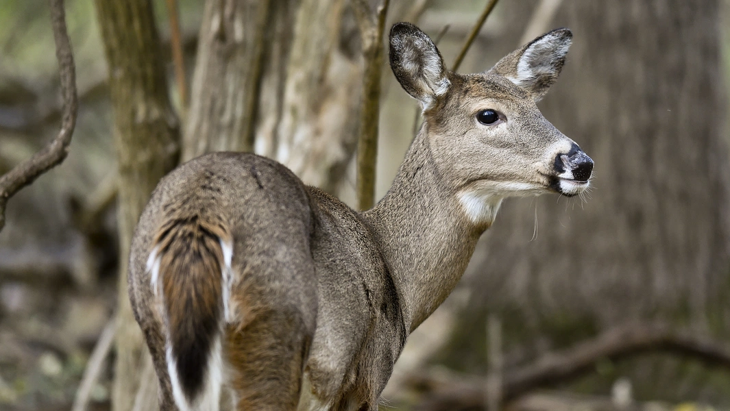 Study finds wild pigs may curb invasive plants in US forests