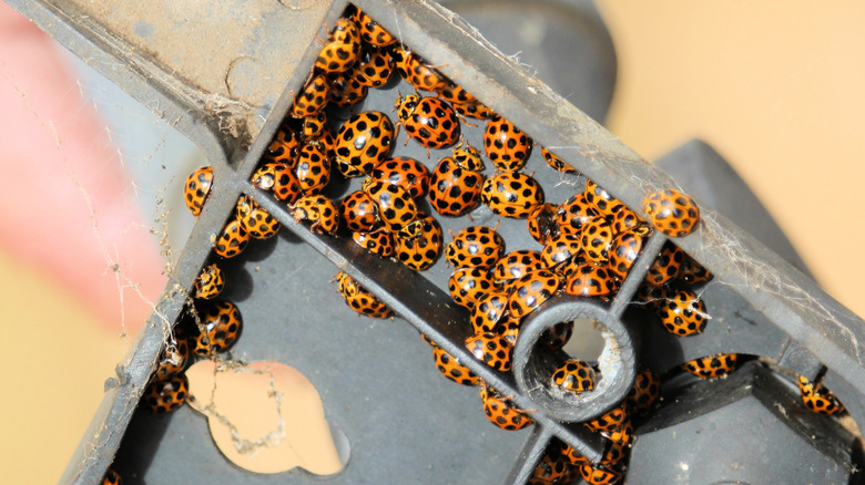 How to get rid of ladybugs inside the house