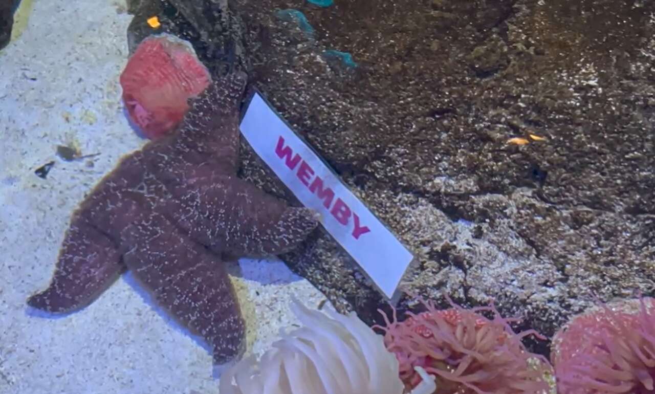 Spurs victory inspires Minnesota aquarium to name giant sea star 'Wemby'