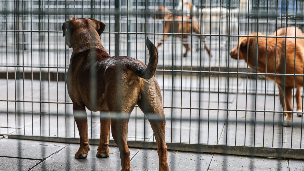 Helping fearful rescue dogs find trust again