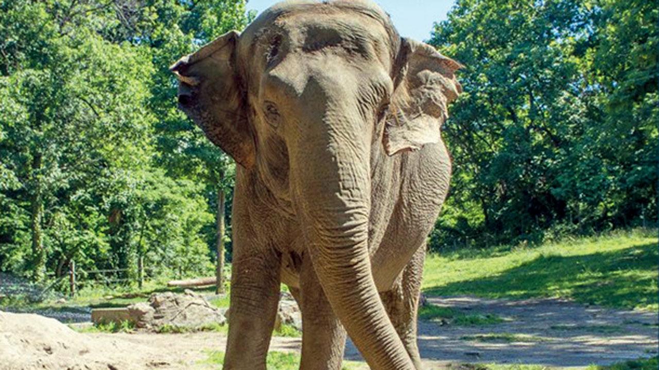 Bronx Zoo elephant Happy euthanised at age 55 after health decline
