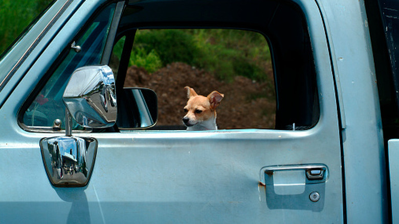 'Ginger, No!' Nebraska Dog Inside A Truck Shoots Human Driver In ...
