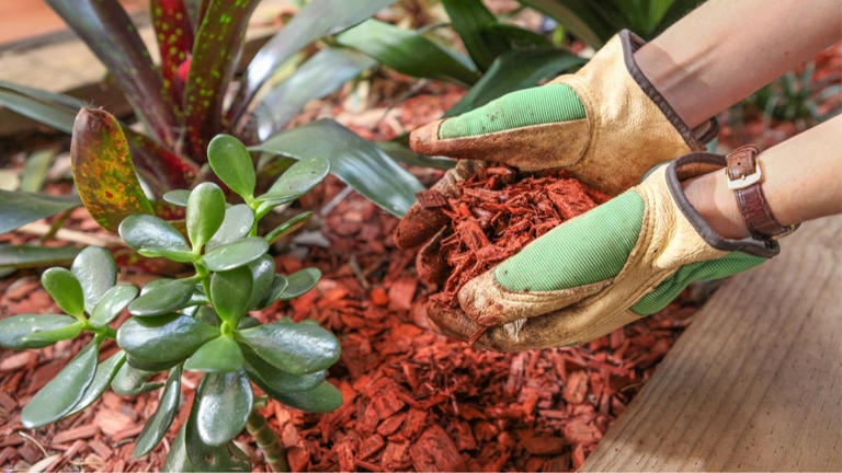 Petaluma's Mulch Madness program helps homeowners ditch water-hogging ...